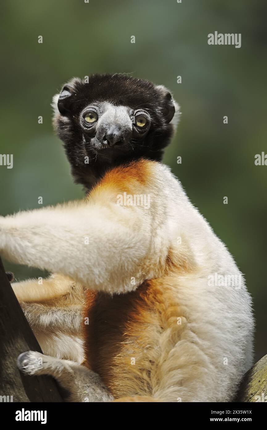 Crown sifaka (Propithecus coronatus, Propithecus verreauxi coronatus ...