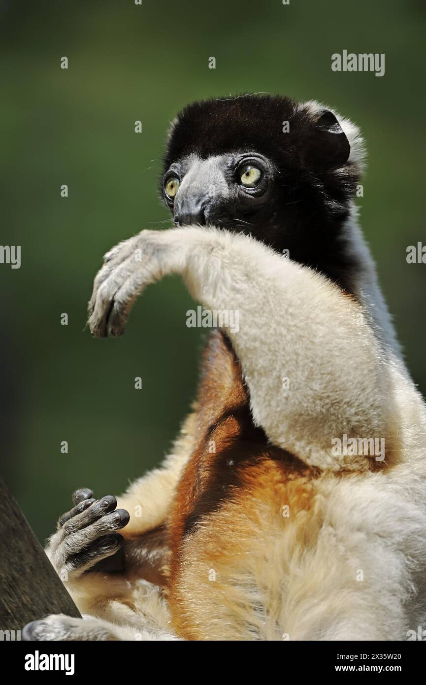 Crown sifaka (Propithecus coronatus, Propithecus verreauxi coronatus ...