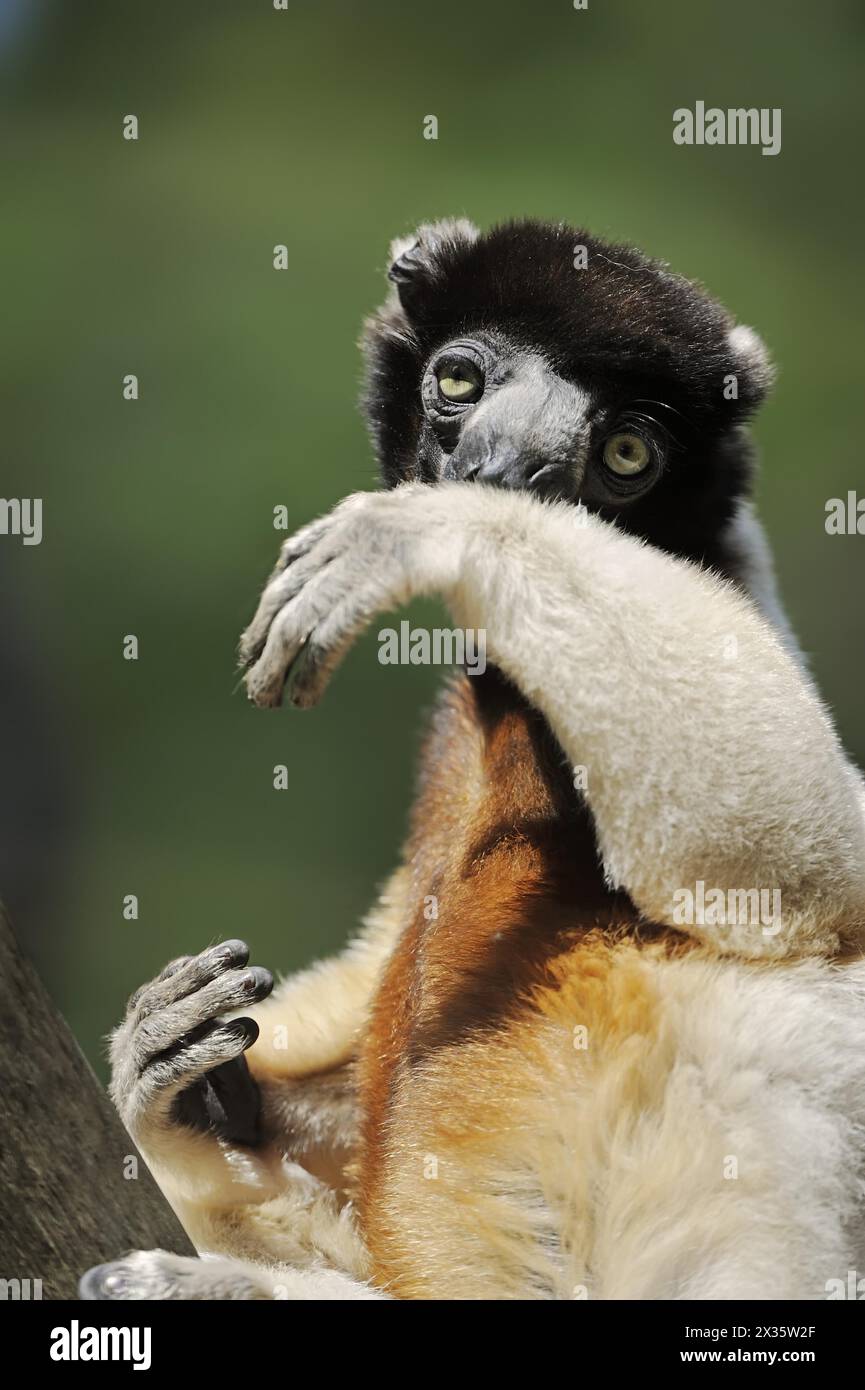 Crown sifaka (Propithecus coronatus, Propithecus verreauxi coronatus ...