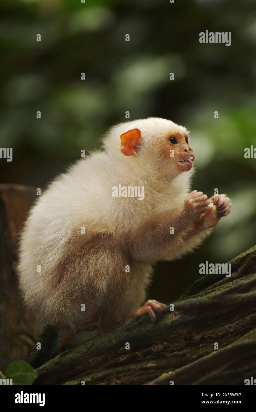 Silver marmoset hi-res stock photography and images - Alamy