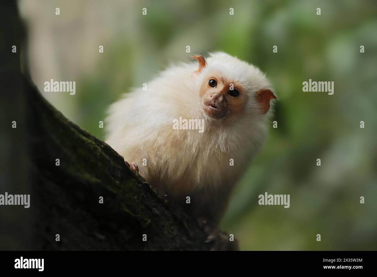 Silver monkey or silver marmoset (Mico argentatus, Callithrix argentata ...