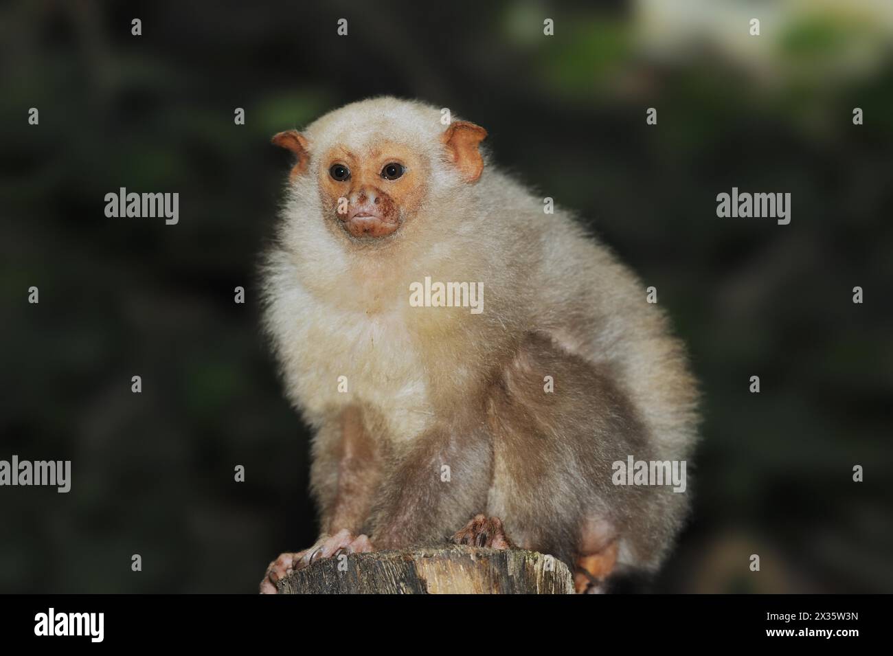 Silver monkey hi-res stock photography and images - Alamy