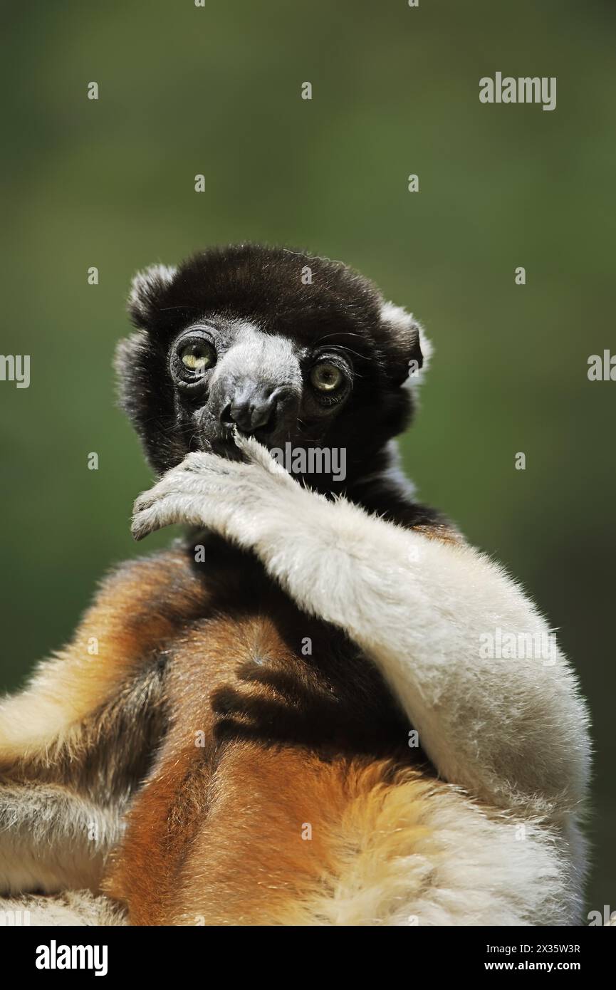 Crown sifaka (Propithecus coronatus, Propithecus verreauxi coronatus ...