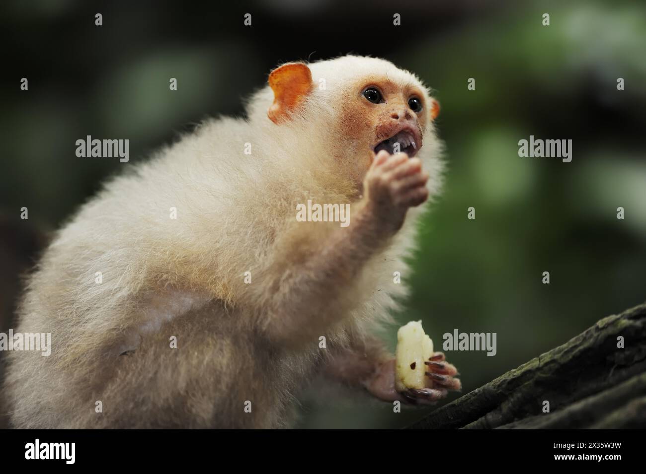 Silver monkey or silver marmoset (Mico argentatus, Callithrix argentata ...