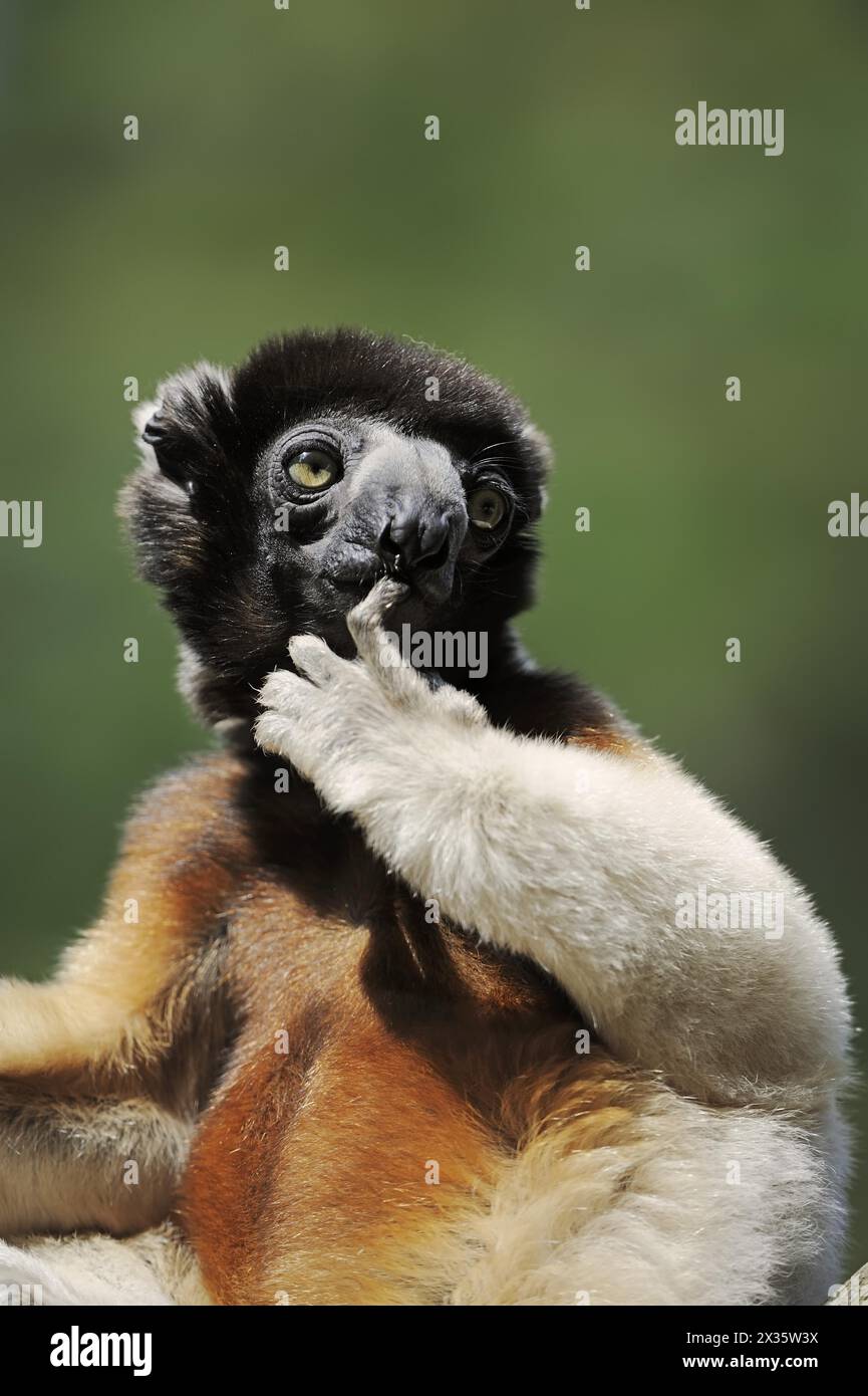 Crown sifaka (Propithecus coronatus, Propithecus verreauxi coronatus ...