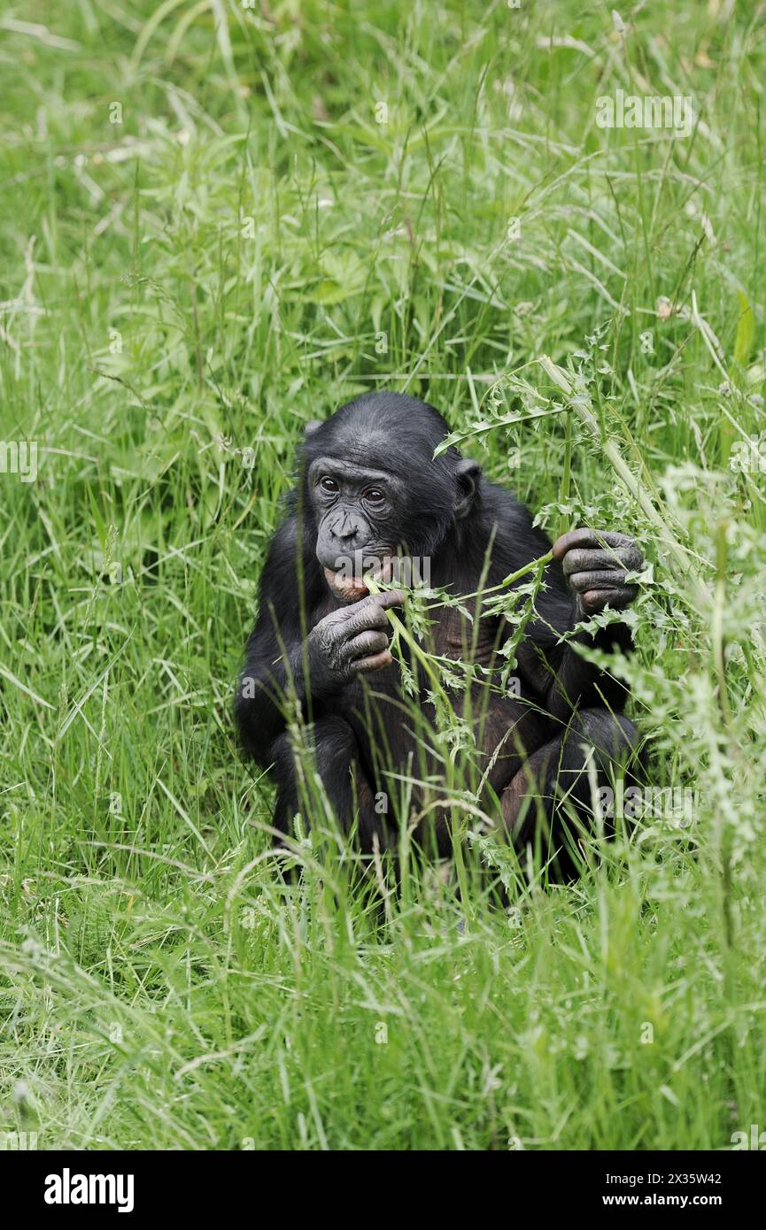 Bonobo or bonobo (Pan paniscus), juvenile, captive, occurring in the ...