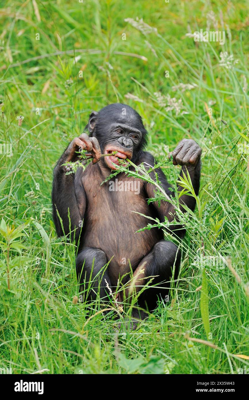 Bonobo or bonobo (Pan paniscus), juvenile, captive, occurring in the ...