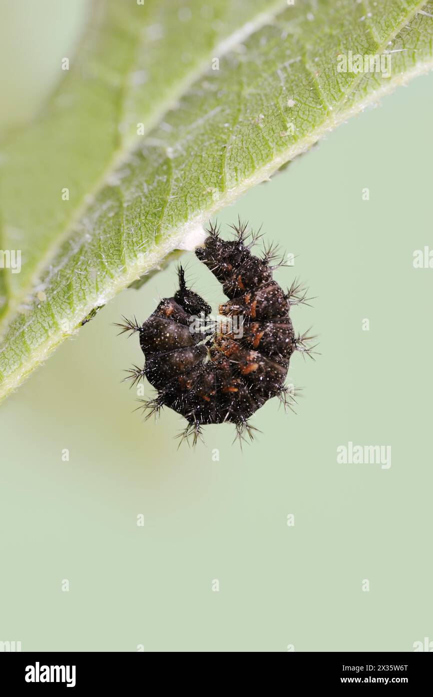 Insect map hi-res stock photography and images - Alamy