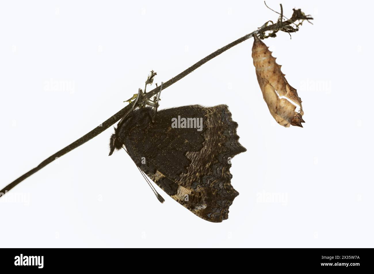 Small tortoiseshell (Nymphalis urticae, Aglais urticae), freshly ...