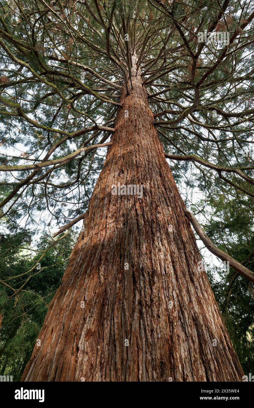 Giant sequoia (Sequoia gigantea), view from below, trunk and crown ...