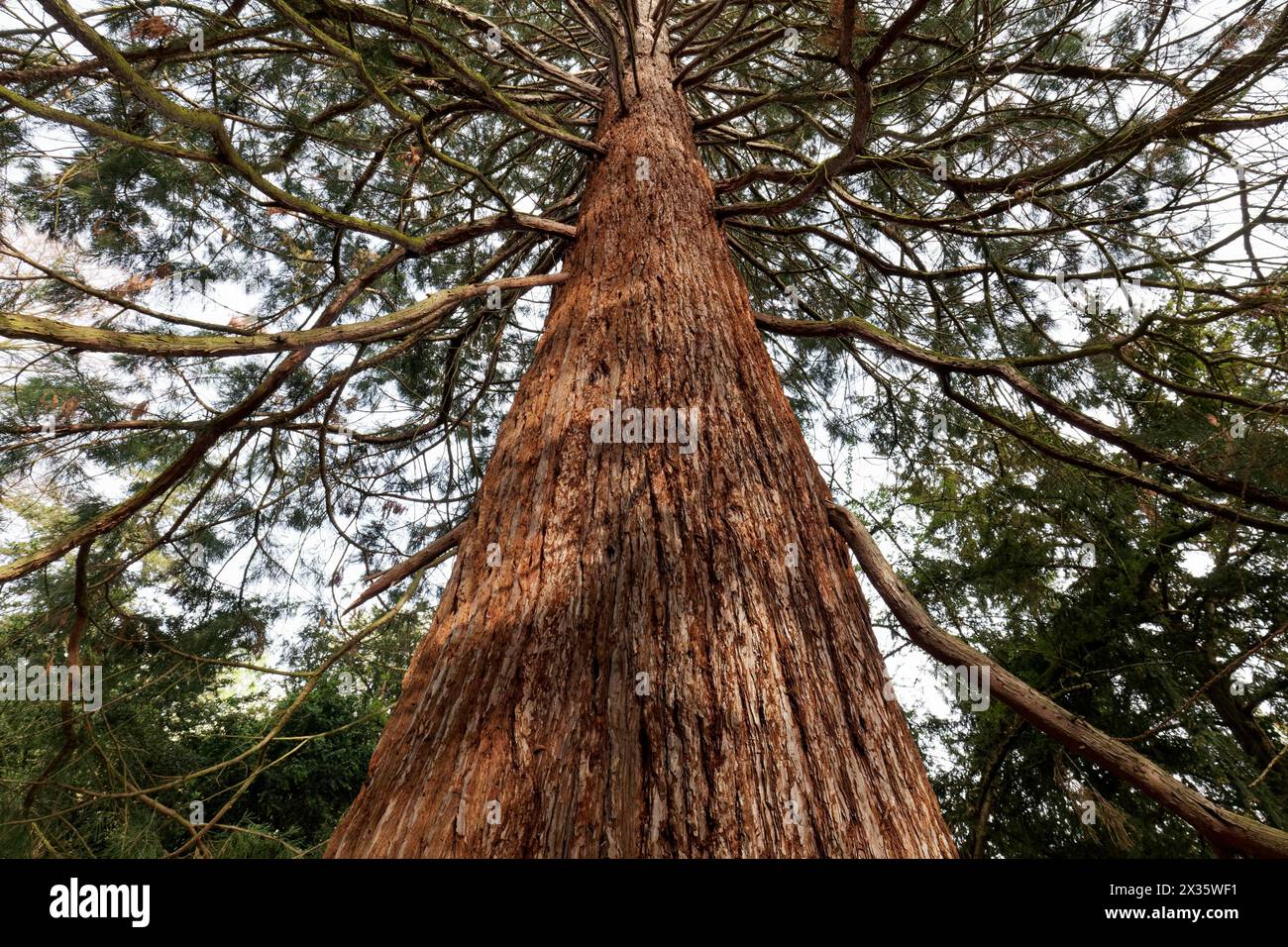 Giant sequoia (Sequoia gigantea), view from below, trunk and crown ...