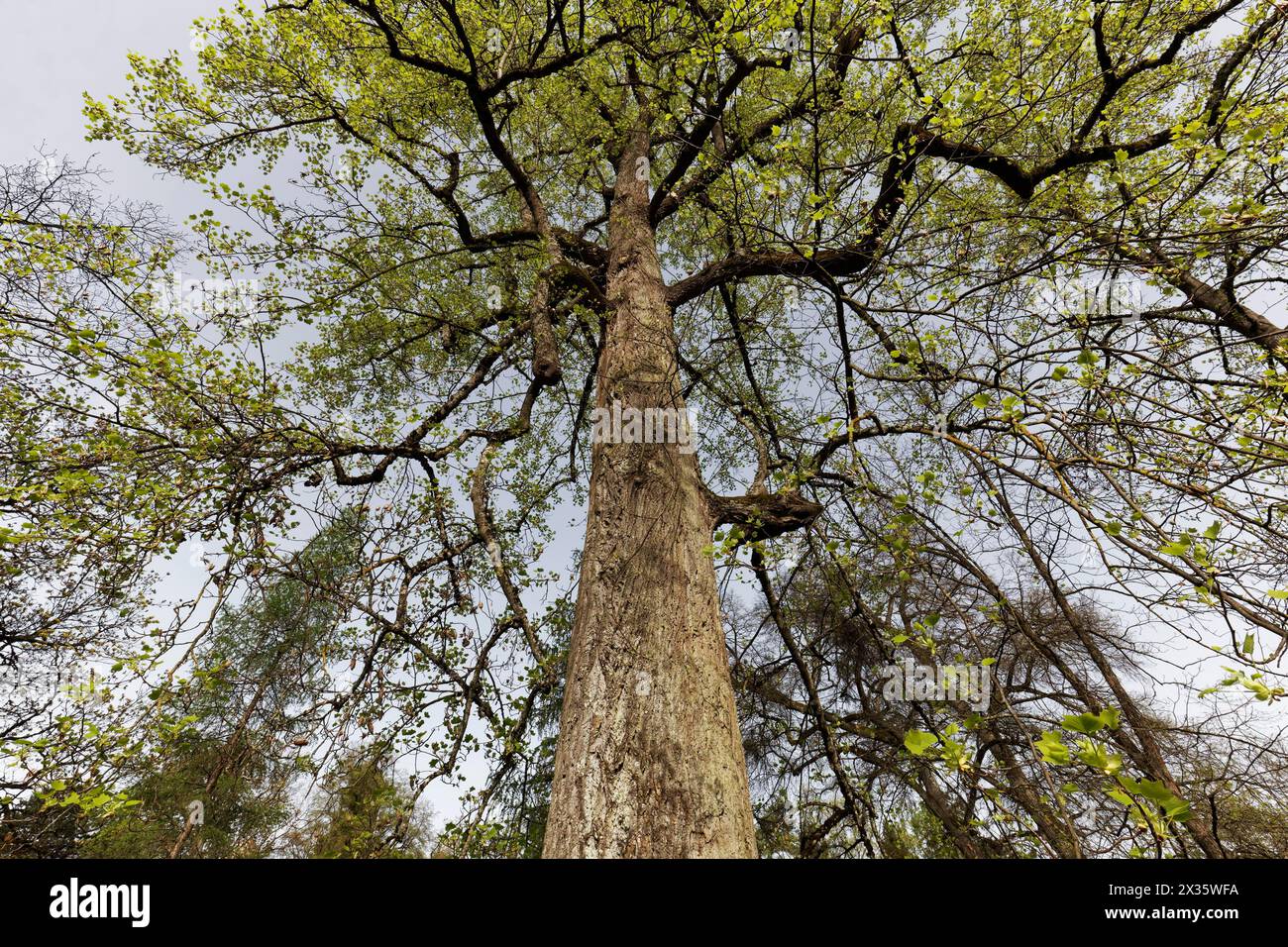 Giant arborvitae (Thuja plicata), view from below, trunk and crown ...