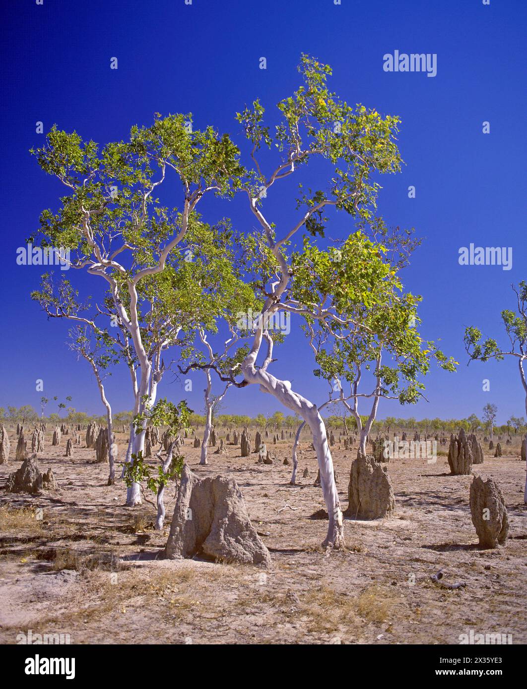 Ghost gum trees and termite mound ant hills in outback Queensland ...