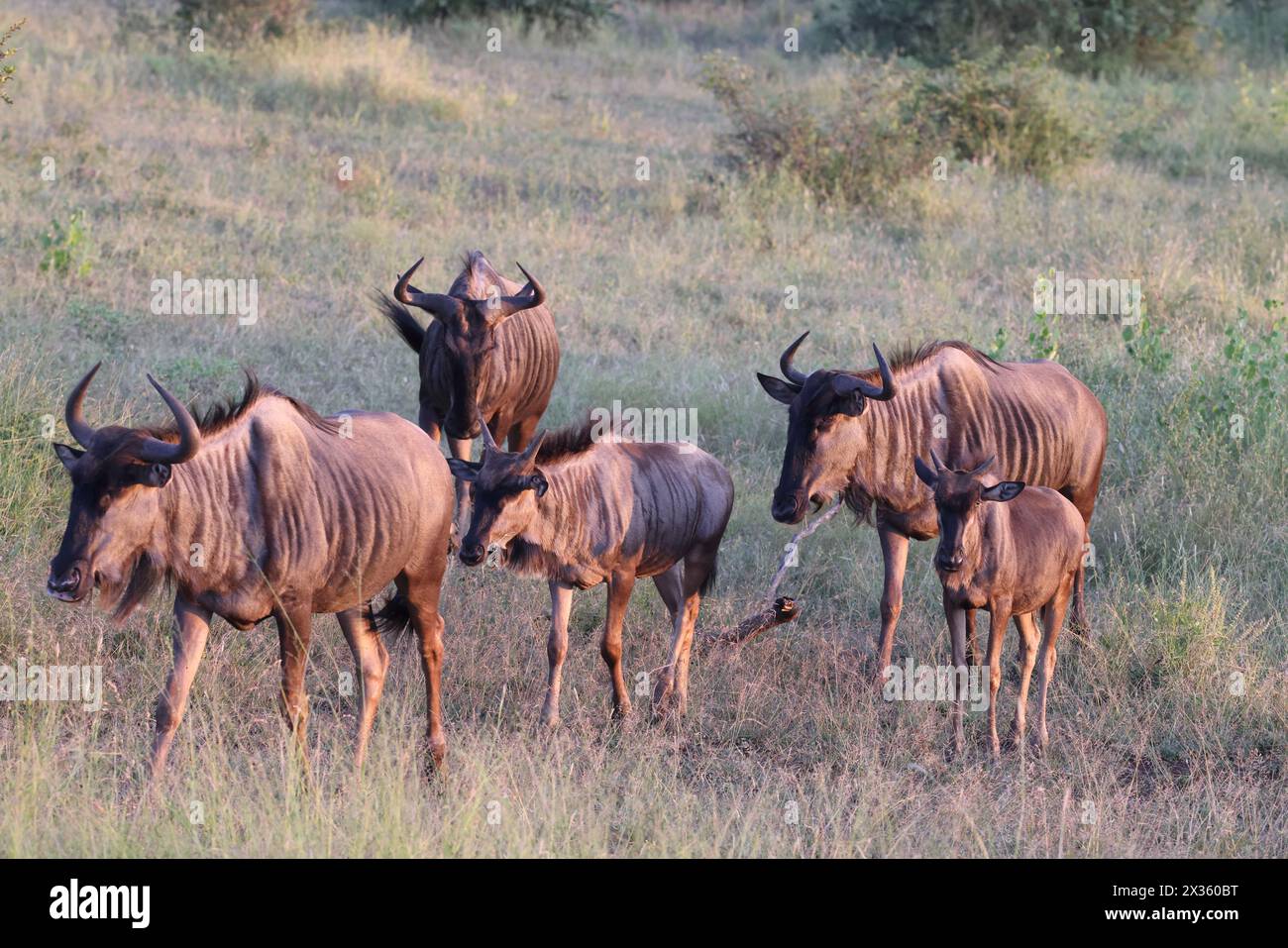 The blue wildebeest (Connochaetes taurinus), also called the common ...