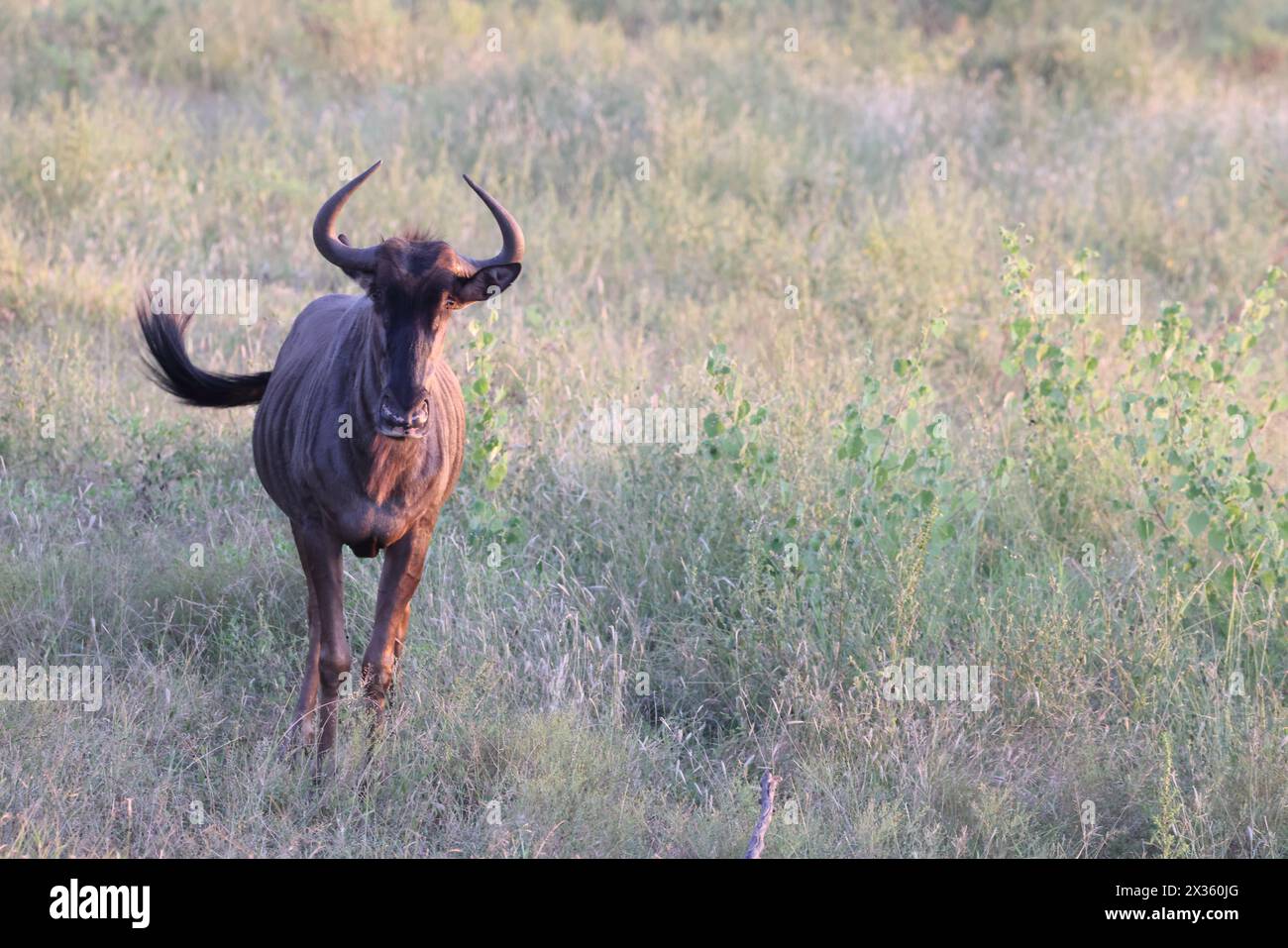 The blue wildebeest (Connochaetes taurinus), also called the common ...