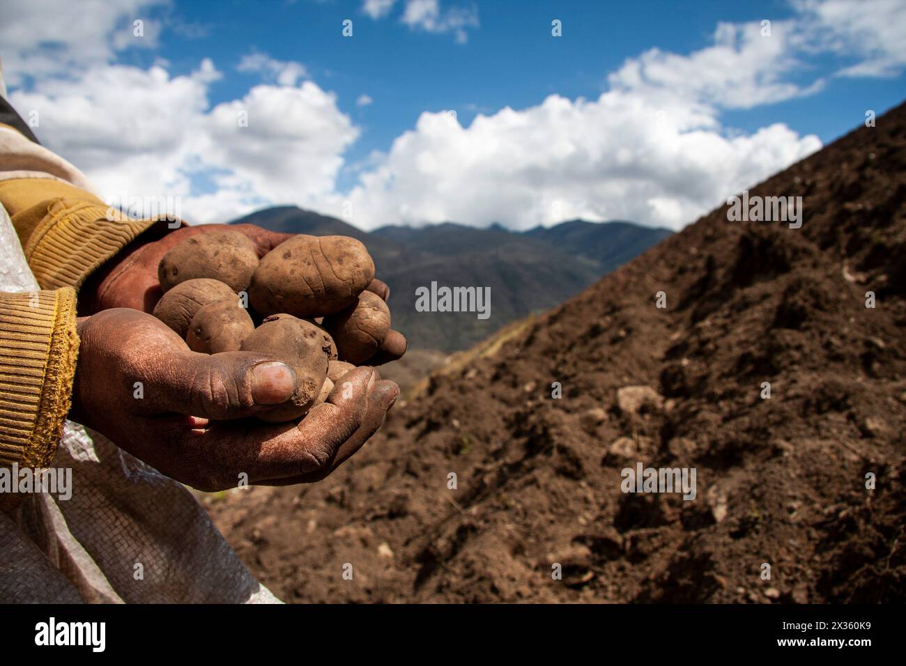 Man's hands holding potato harvest in the Andes mountains Stock Photo ...