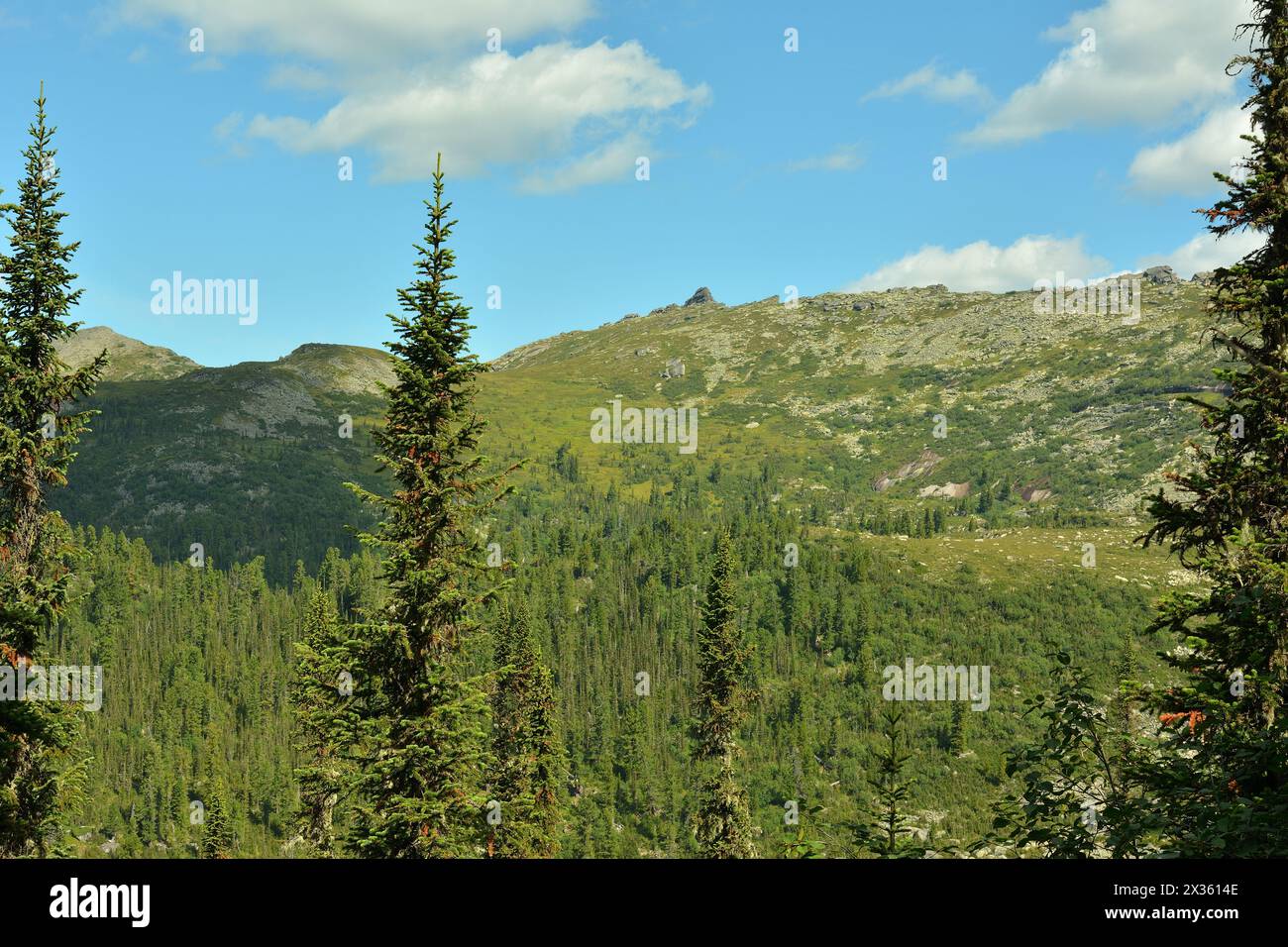 View through the tops of tall cedars to a mountain range under a cloudy ...