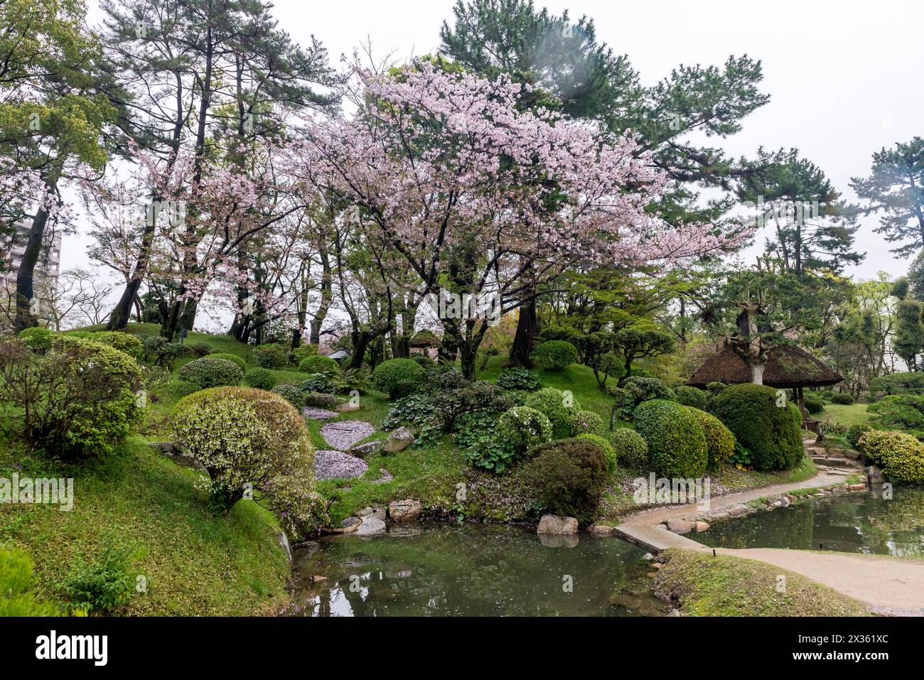 A beautiful garden with a pond and a tree with pink flowers. The pond ...