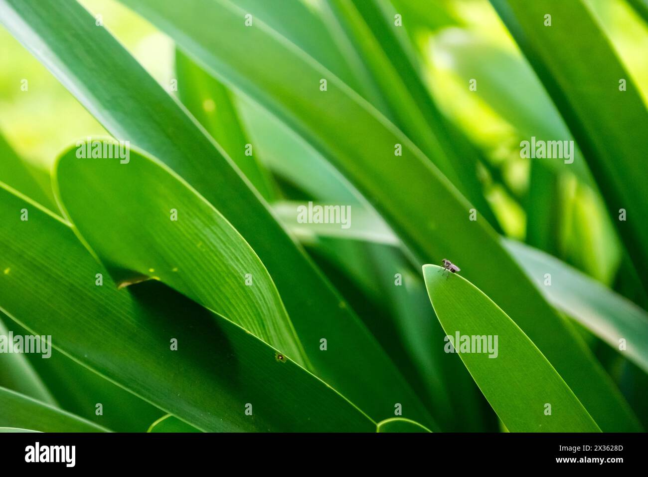 A bug is sitting on a leaf of green grass Stock Photo - Alamy