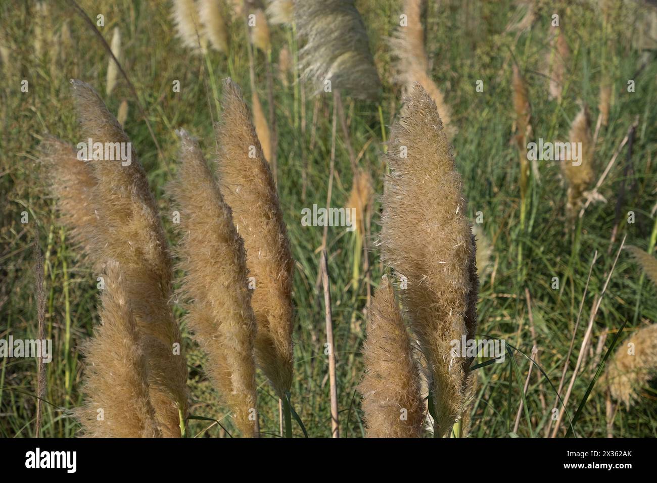 Planta de taller hi-res stock photography and images - Alamy