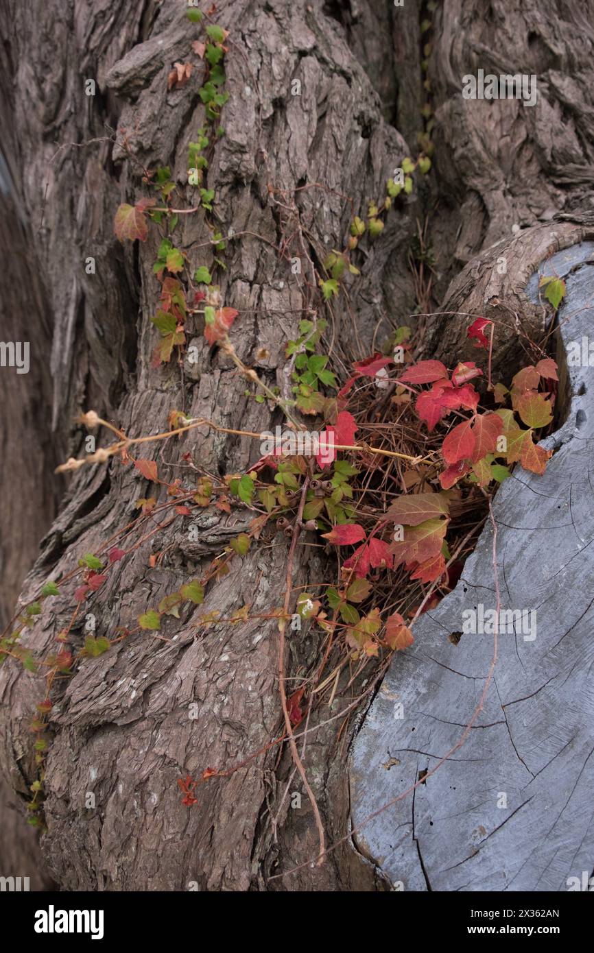 Beautiful autumn forest ivy covered hi-res stock photography and images ...