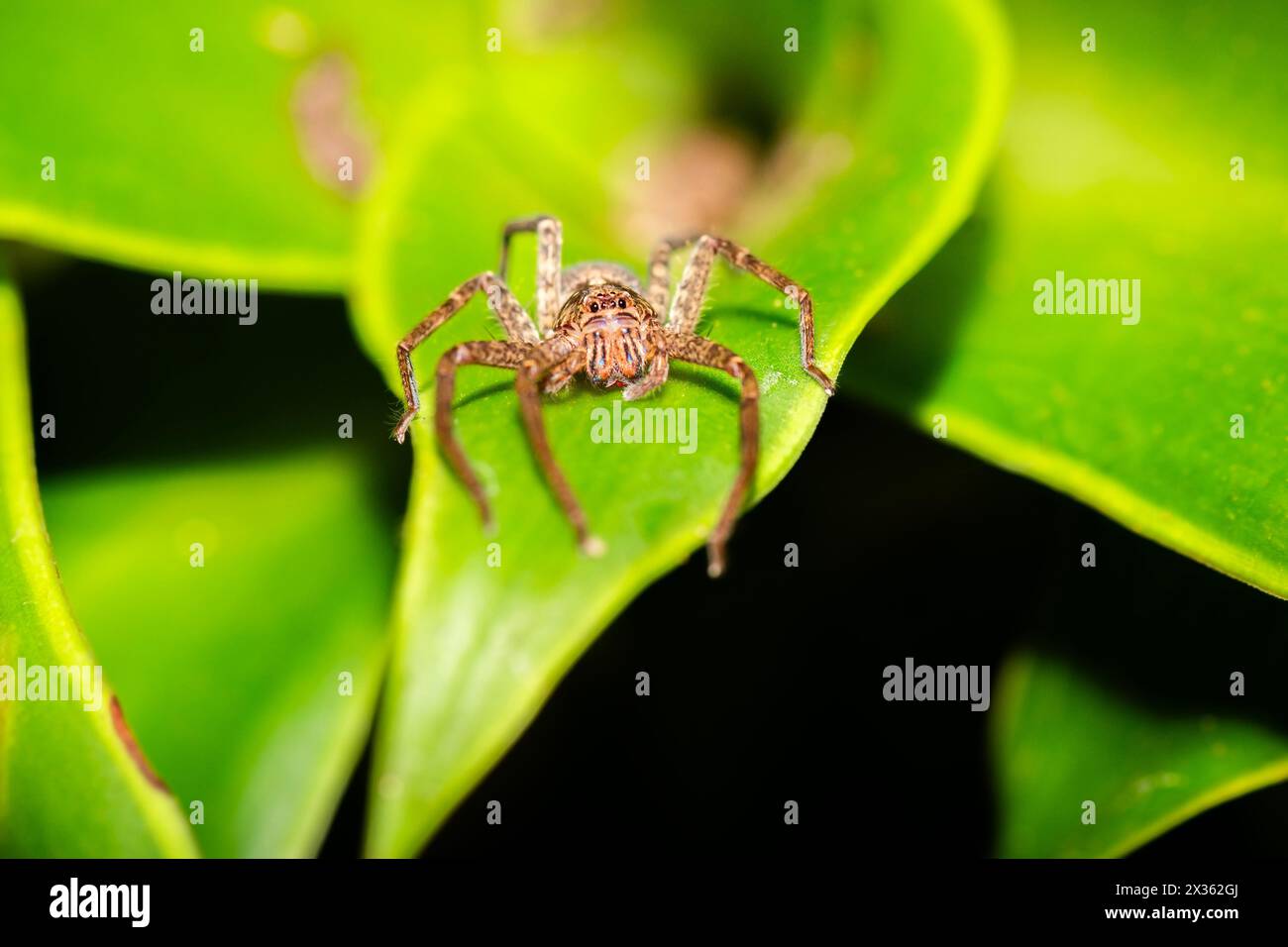 Huntsman spiders, members of the family Sparassidae, are known by this ...