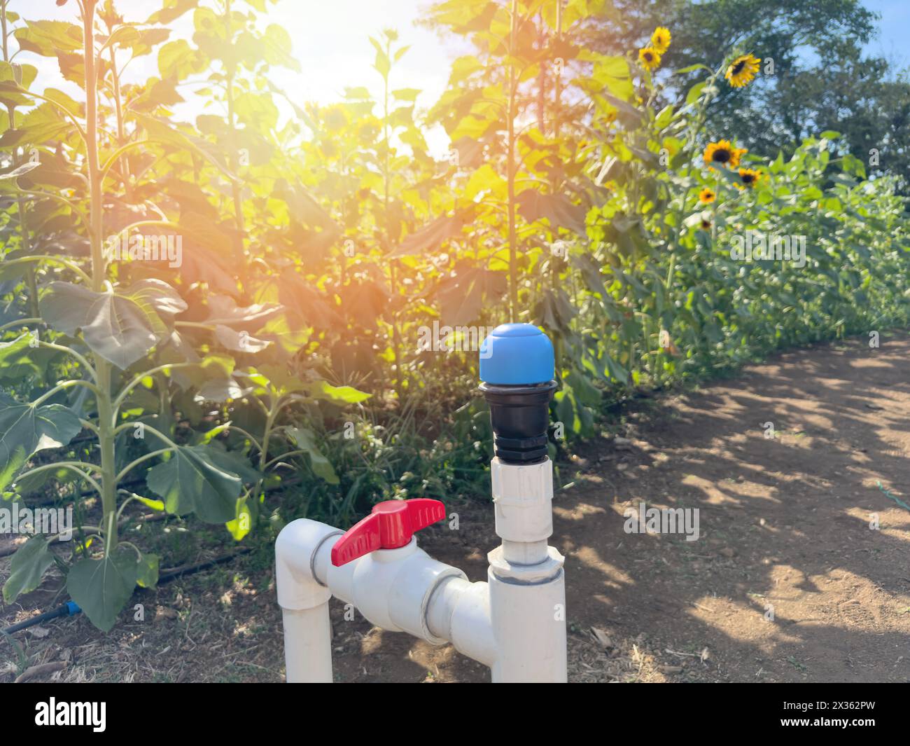 Irrigation pipe system for agriculture in farm sunflower Stock Photo ...