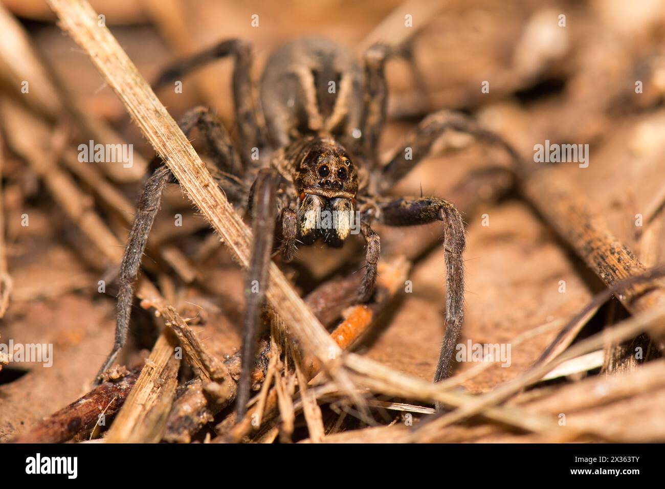 Closeup spiders face hi-res stock photography and images - Alamy