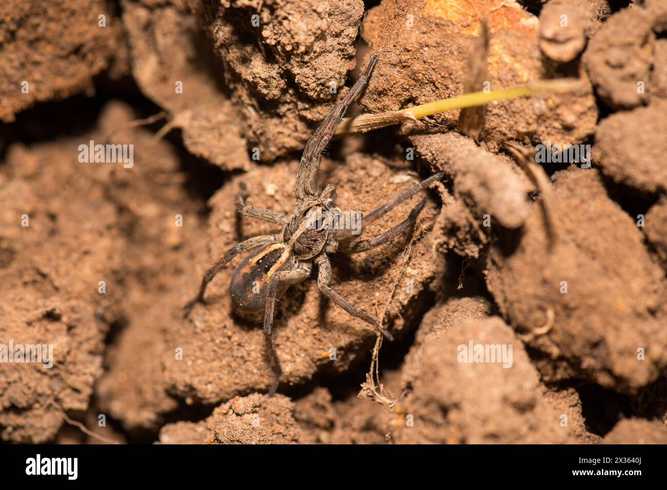 Wolf spiders are members of the family Lycosidae. They are robust and ...