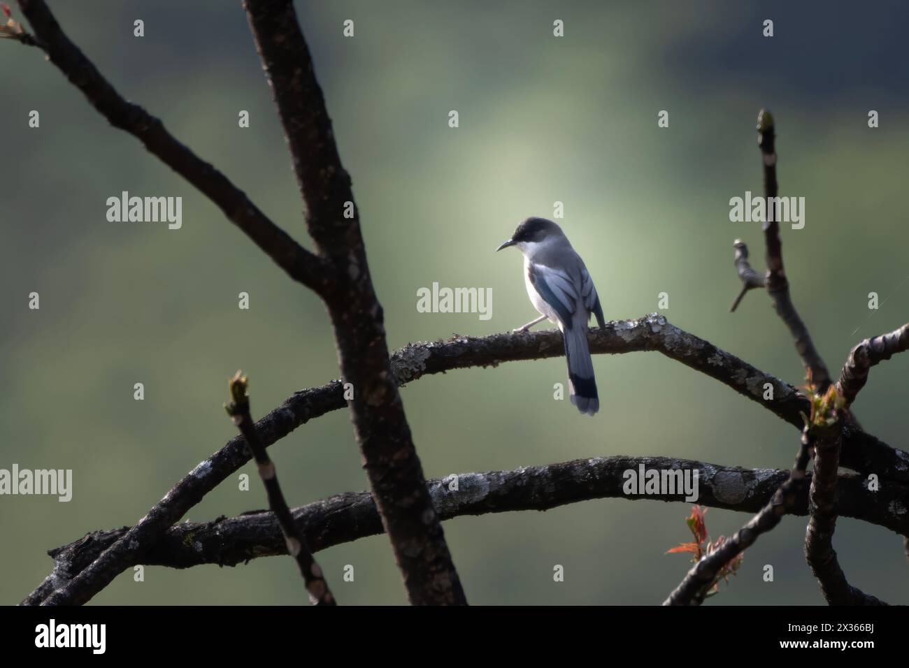 grey sibia or Heterophasia gracilis observed in Khonoma in Nagaland, India Stock Photo - Alamy