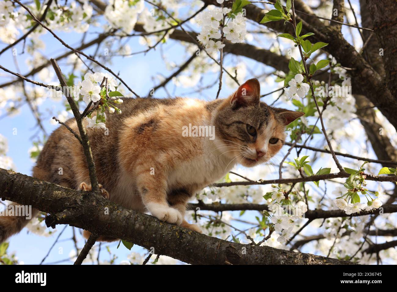 Domestic cat cherry tree hi-res stock photography and images - Alamy