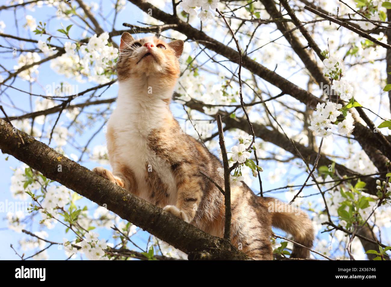 Domestic cat cherry tree hi-res stock photography and images - Alamy