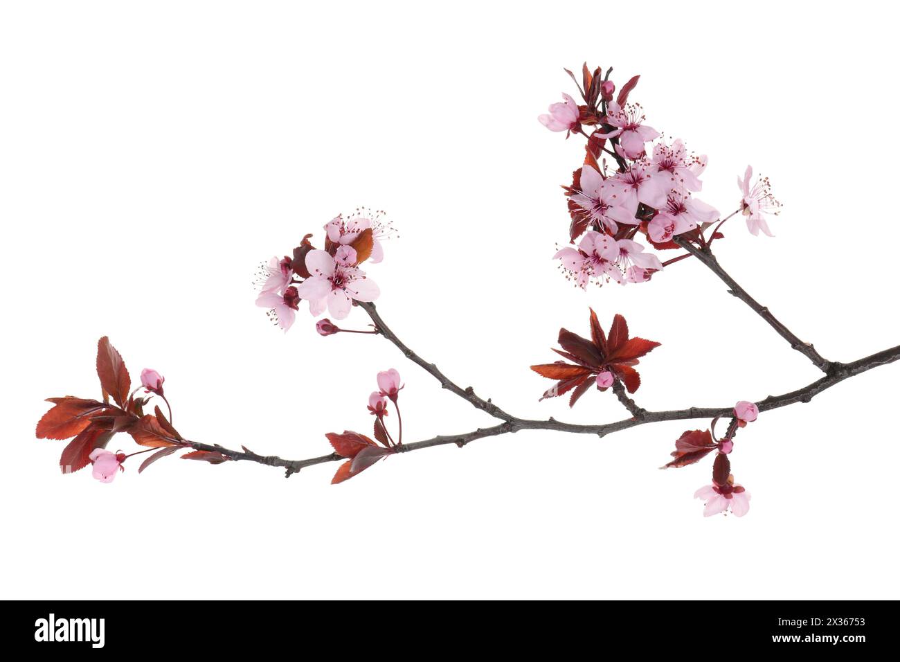 Spring tree branch with beautiful blossoms isolated on white Stock ...