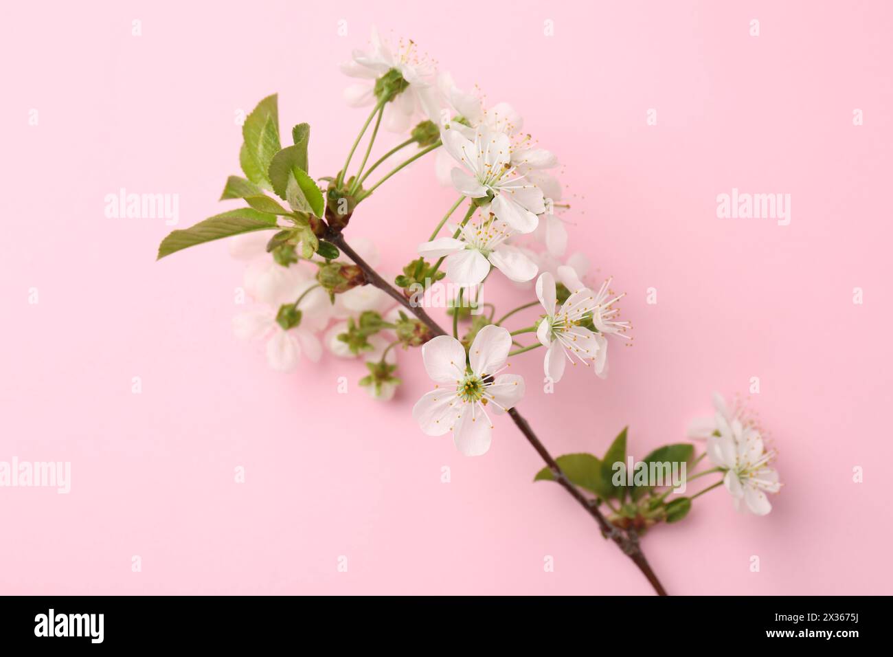 Pear tree top view hi-res stock photography and images - Alamy