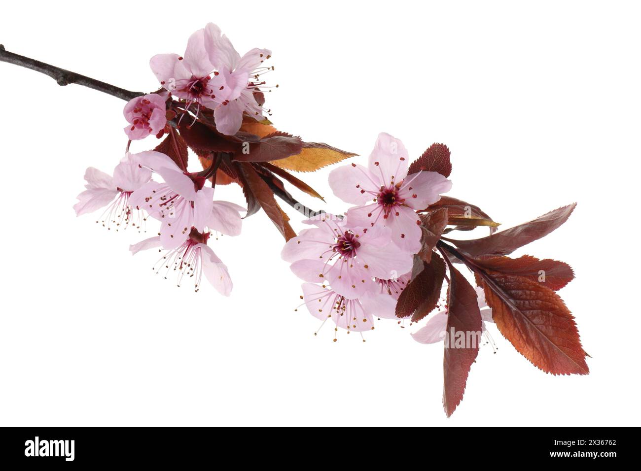 Spring tree branch with beautiful blossoms isolated on white Stock ...