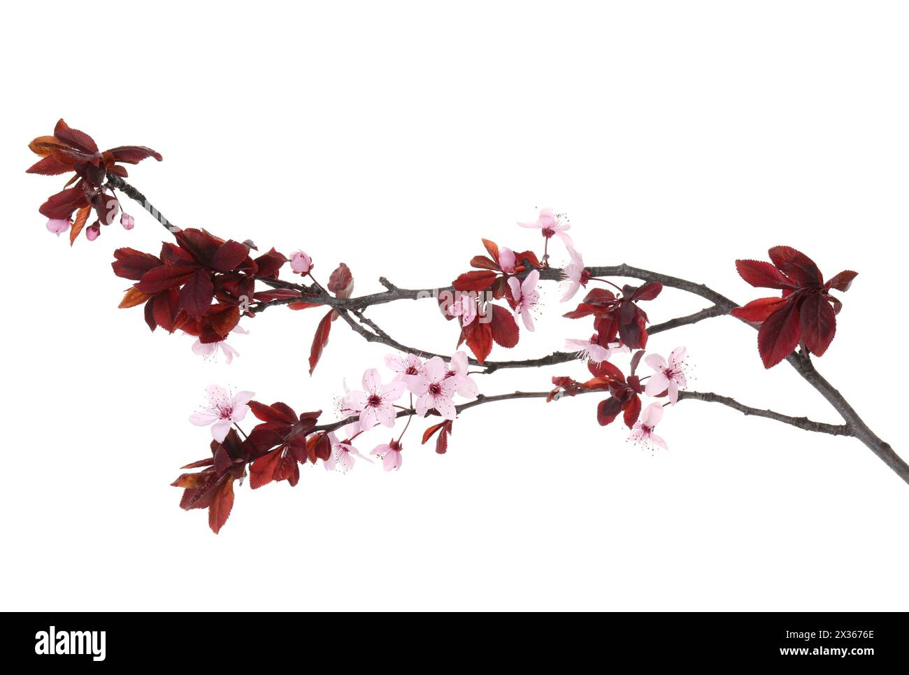 Spring tree branch with beautiful blossoms isolated on white Stock ...