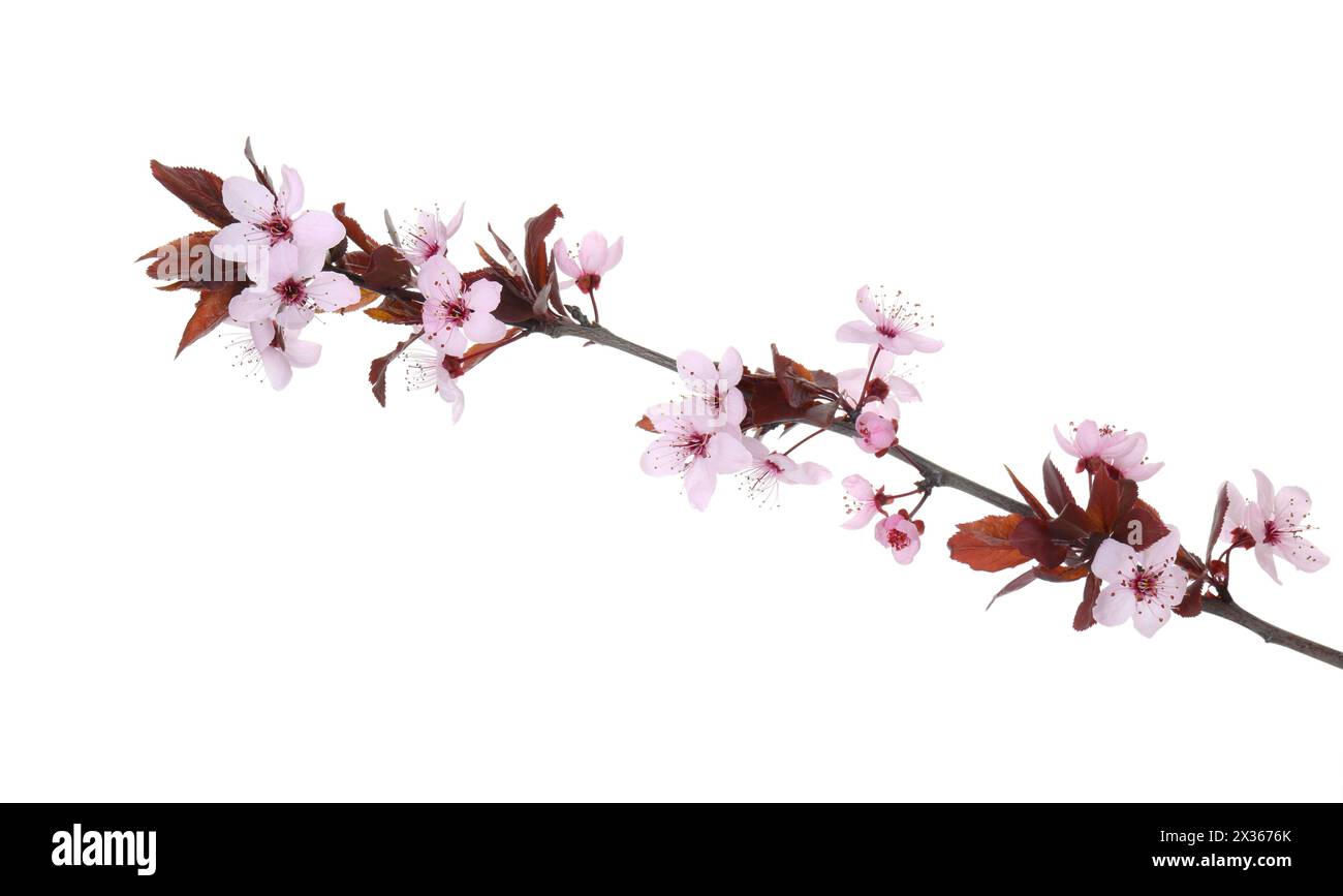 Spring tree branch with beautiful blossoms isolated on white Stock ...