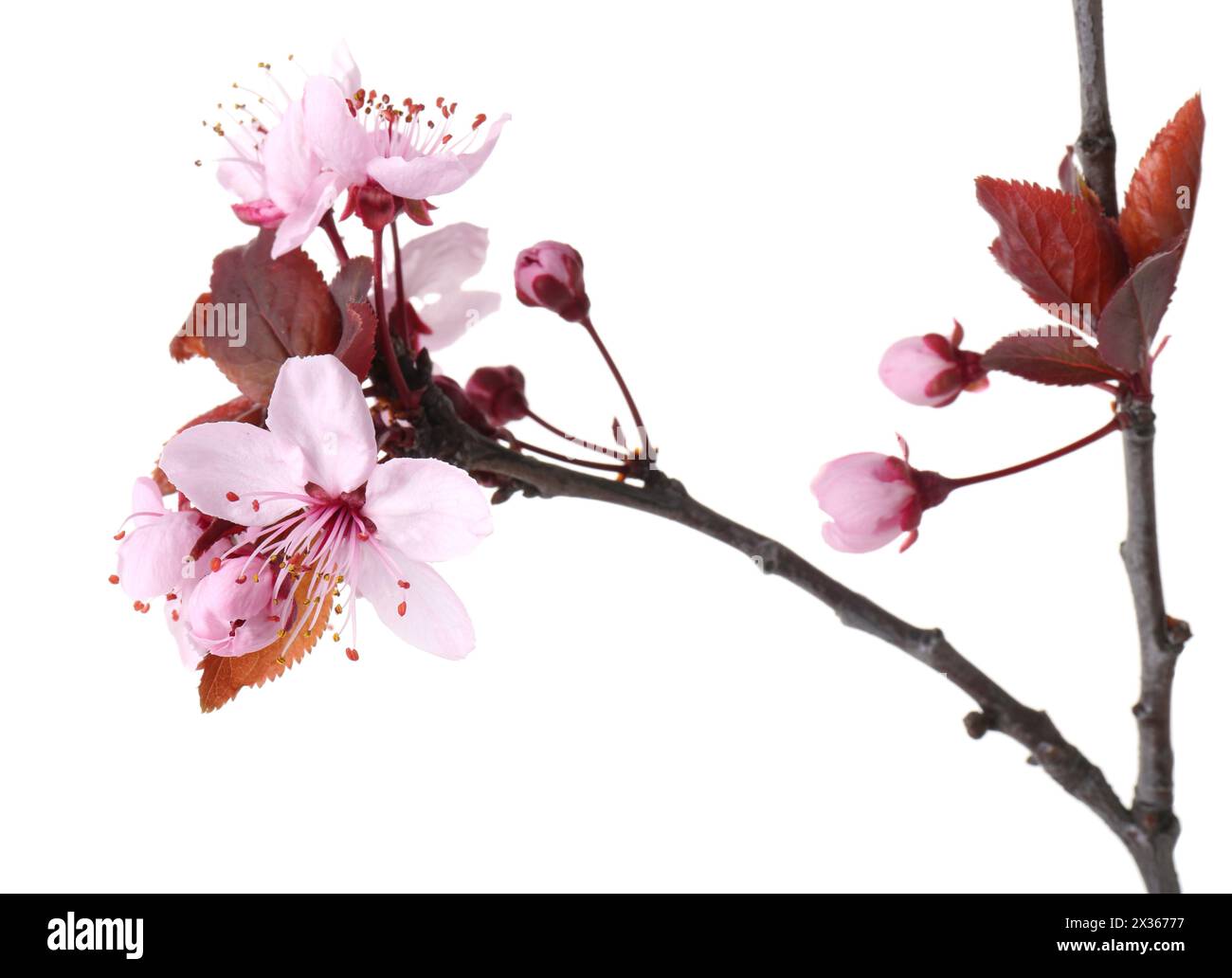 Spring tree branch with beautiful blossoms isolated on white Stock ...