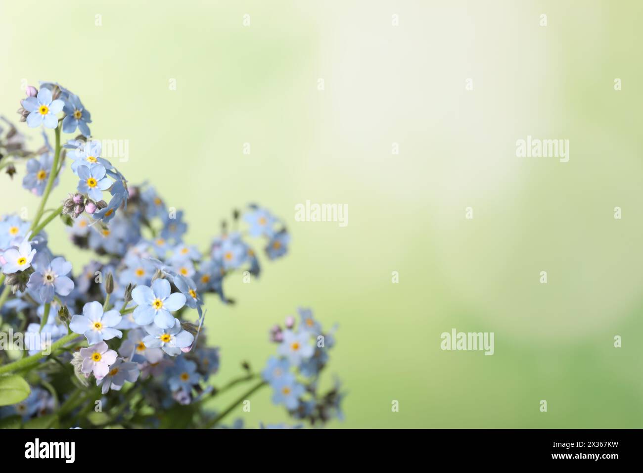 Beautiful forget-me-not flowers against blurred green background ...