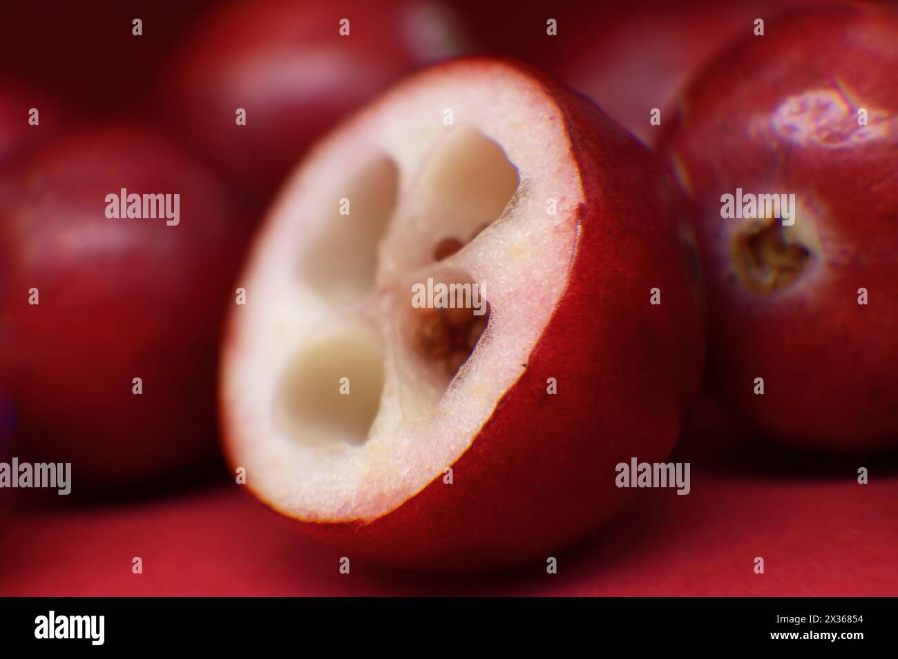 Macro of a cranberry cut in half, revealing a white interior with red ...
