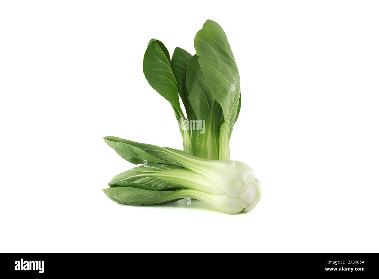Pak choi, also known as bok choi or pok choi type of Chinese cabbage ...