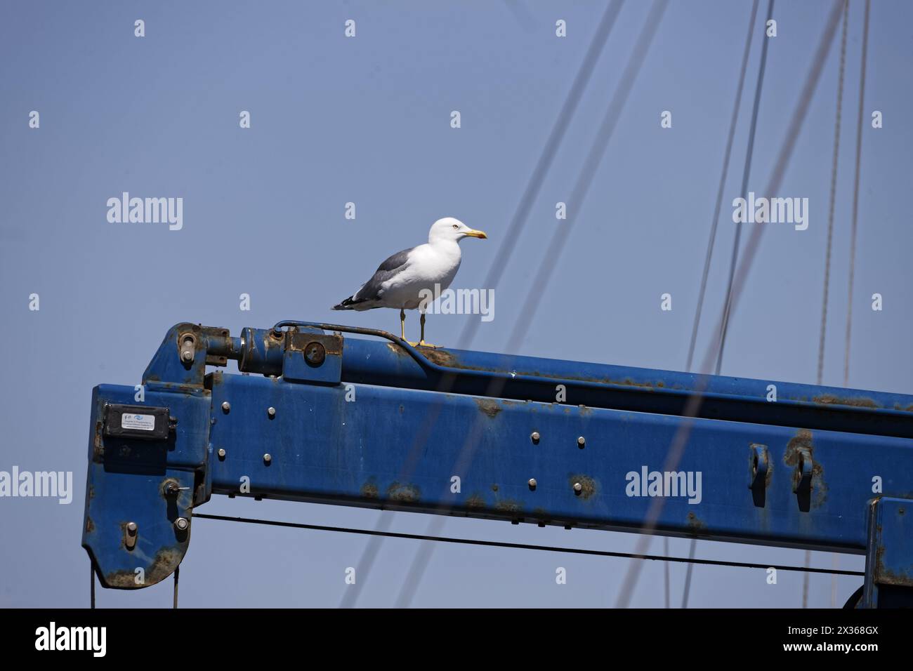 Sete, France. 18th April, 2022. A seagull resting on a metal arm of a ...