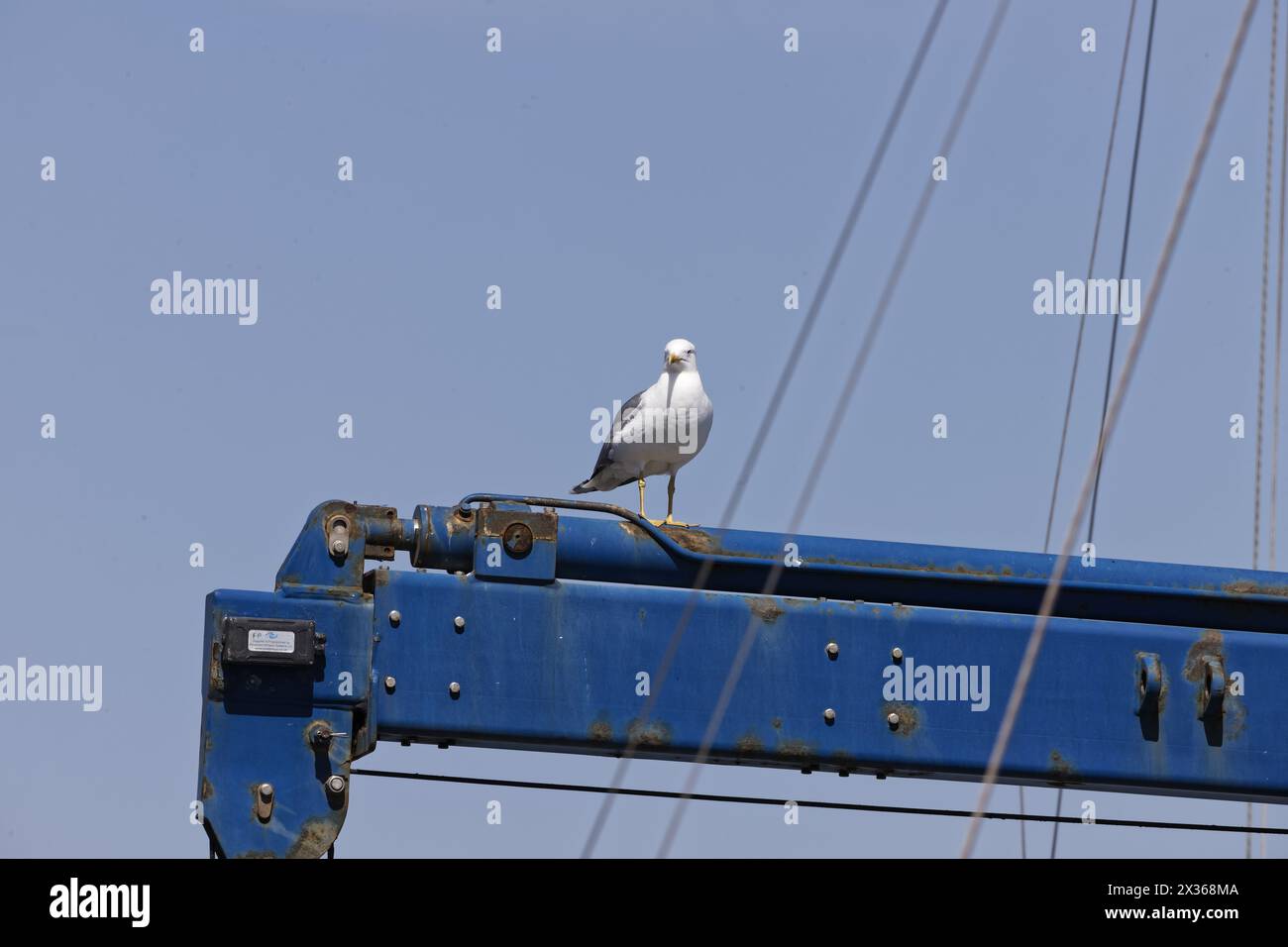 Sete, France. 18th April, 2022. A seagull resting on a metal arm of a ...
