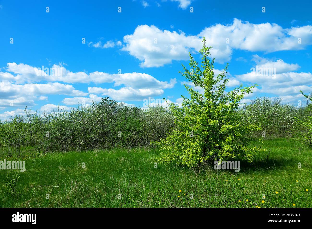 Wild pear Pyrus communis) in the forest-steppe, crab stock for steppe ...