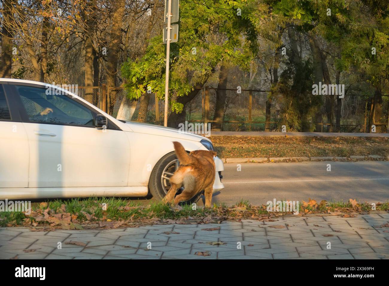Angry dog barks at moving cars on the road Stock Photo - Alamy