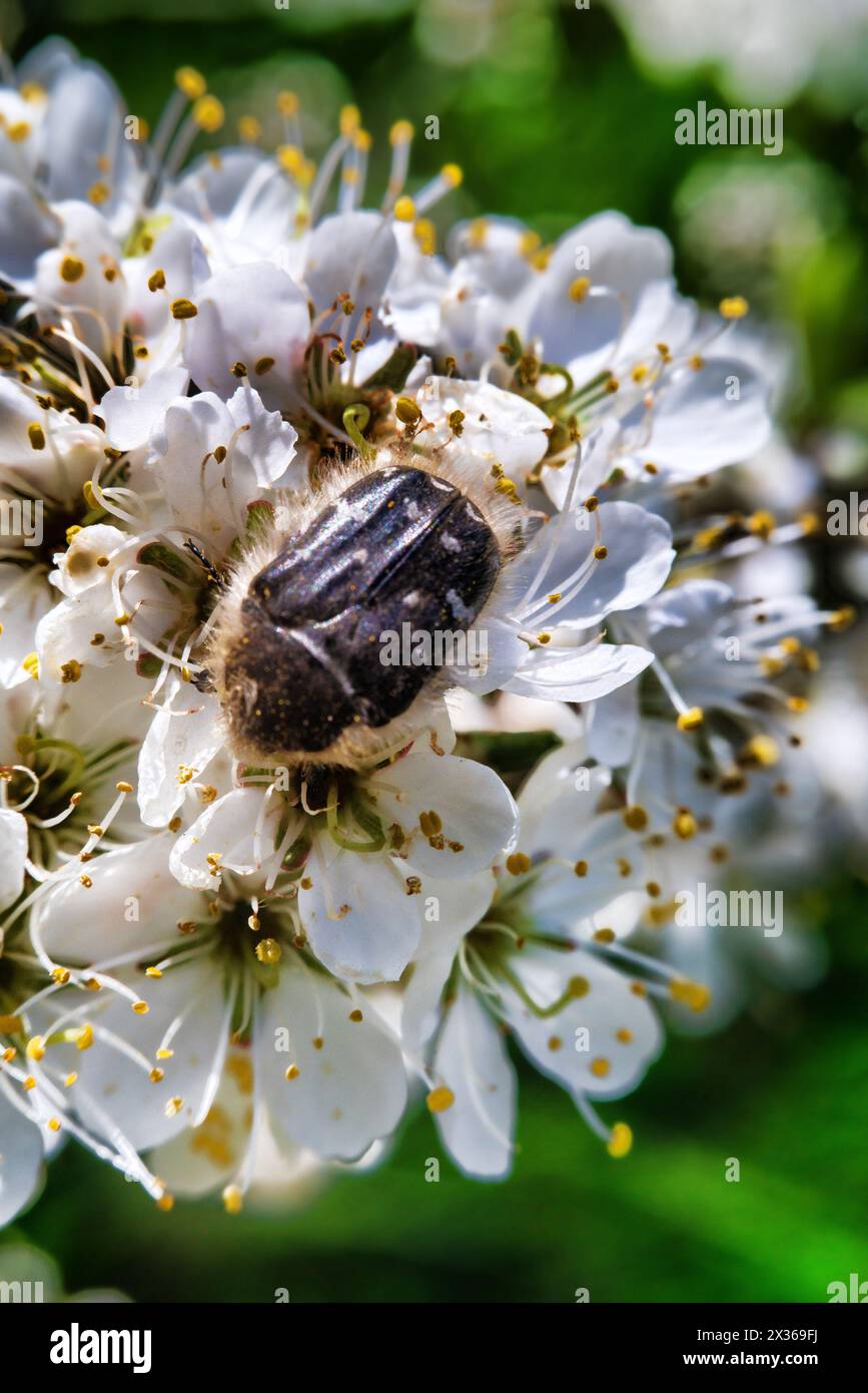 Blossom feeder (Epicometis hirta) on blooming bush of blackthorn ...
