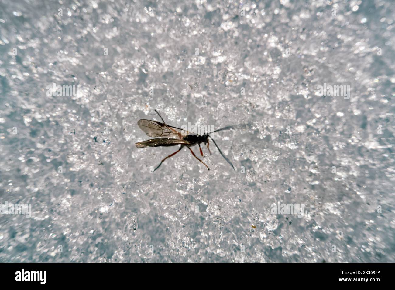 The first spring cold-blooded insects may land on the ice, cold ...