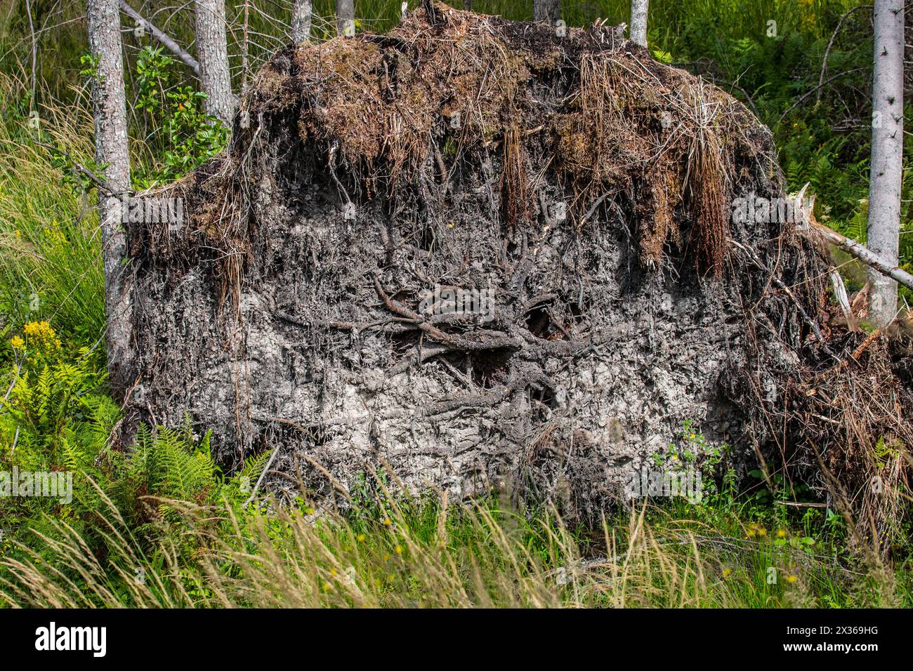 Mystical affinity hi-res stock photography and images - Alamy