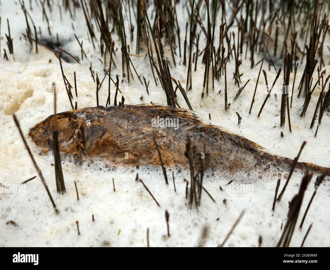 Dead fish perch in the foam. Poisoning of marine fauna, many dead fish ...