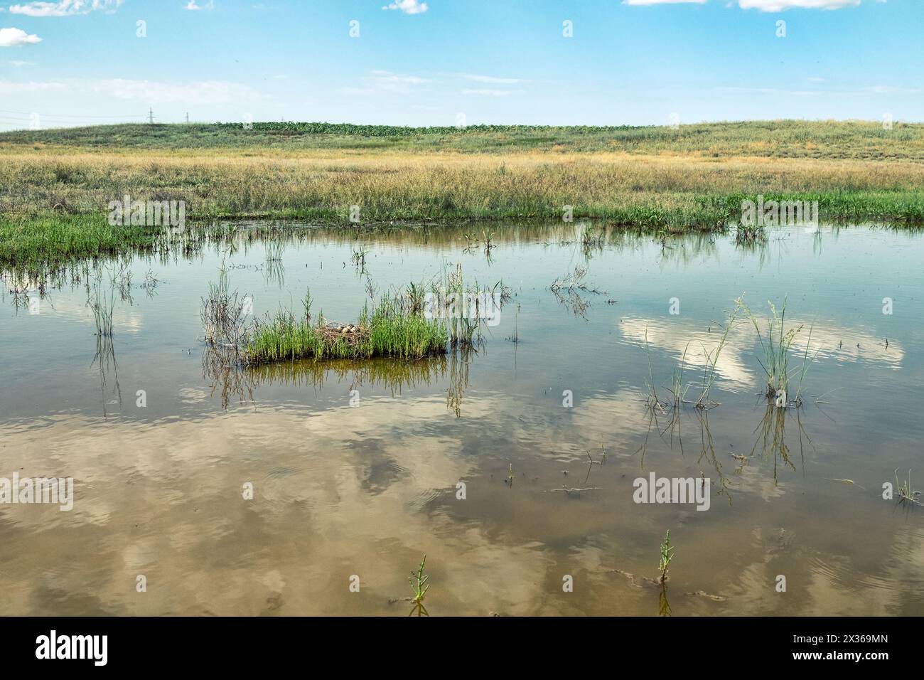 Birds of salty marshes. Helium. Black-winged stilt (Himantopus ...